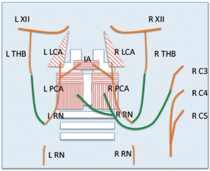 An update on laryngeal reinnervation | ENT & Audiology News