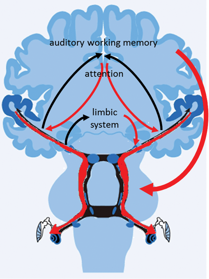 The ear-brain connection: the role of cognition in neural speech ...