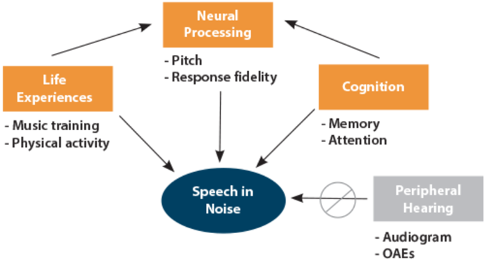 The ear-brain connection: the role of cognition in neural speech ...