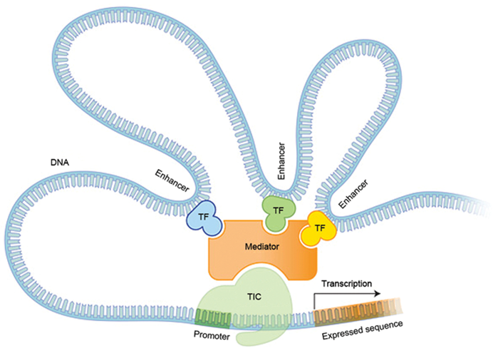 The structure and function of DNA | ENT & Audiology News