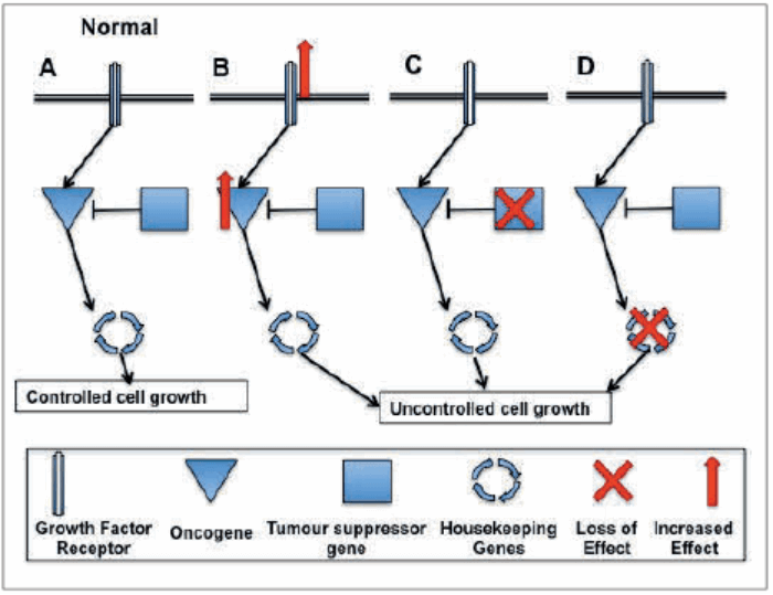 Cancer genetics and signalling pathways in ENT – a review and ...