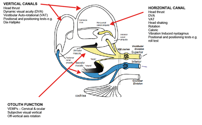 Rotational chair testing: “To rotate, or not to rotate, that is the ...