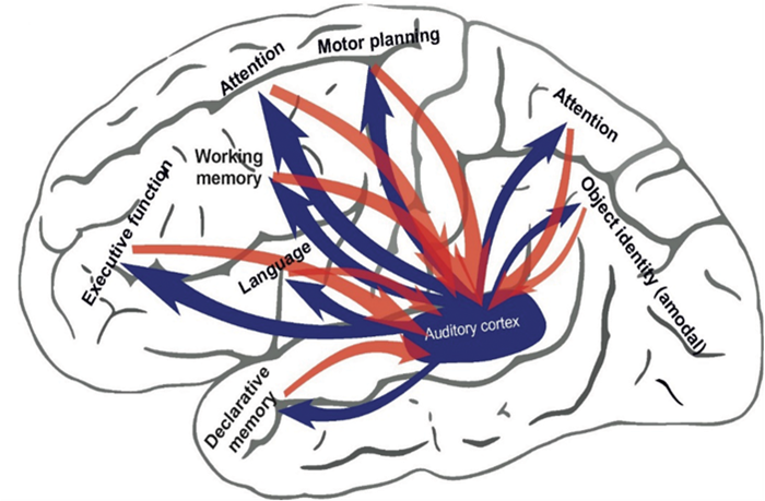 The Brain’s Connectome – a symphony inside our brains and how hearing ...